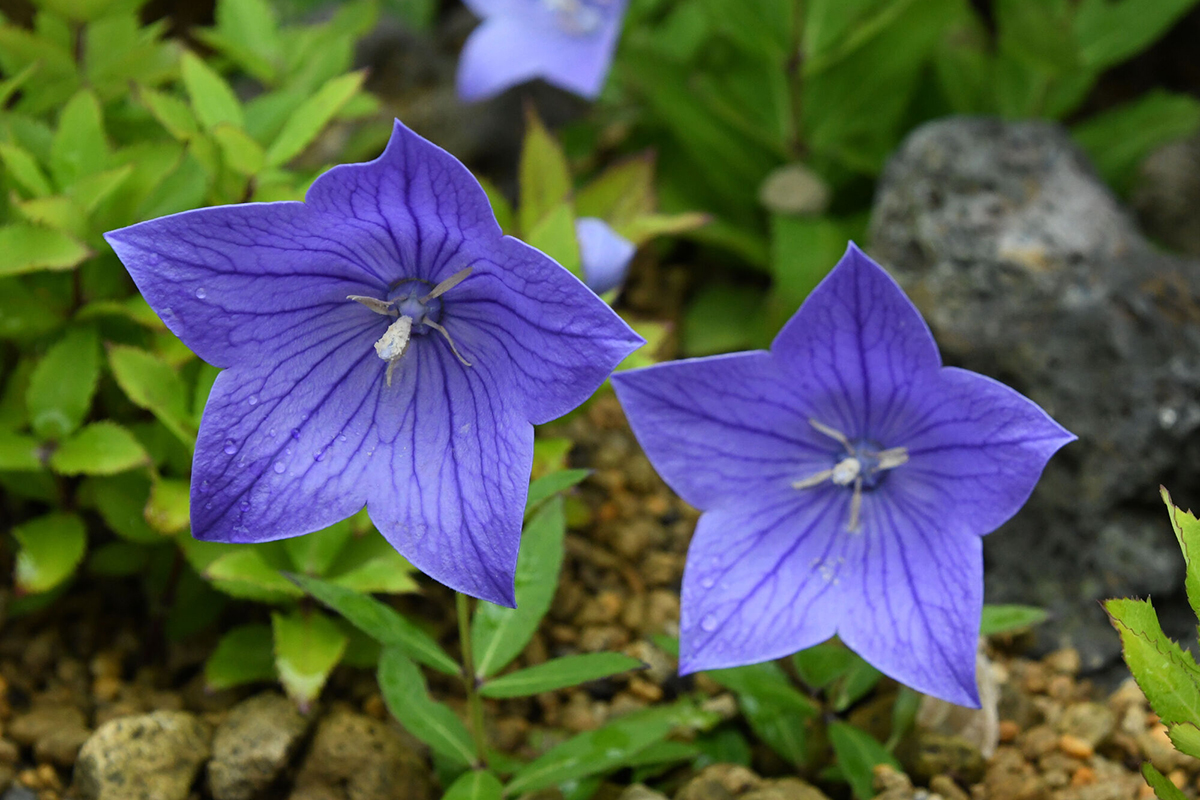 Samani tour: A Miracle Town with Alpine Plants and Geology Woven ...